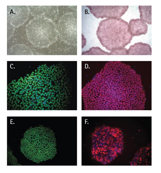PluriSTEM™ Human ES/iPS Cell Medium | SCM130